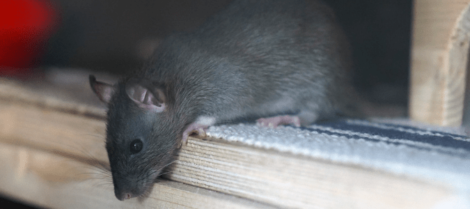Rats In Ceiling And Dont Know What To Do? - Accend Solutions® for ...