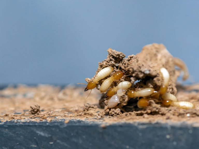 Soil Poisoning - Accend Solutions® for Fumigation | Pest Control in ...