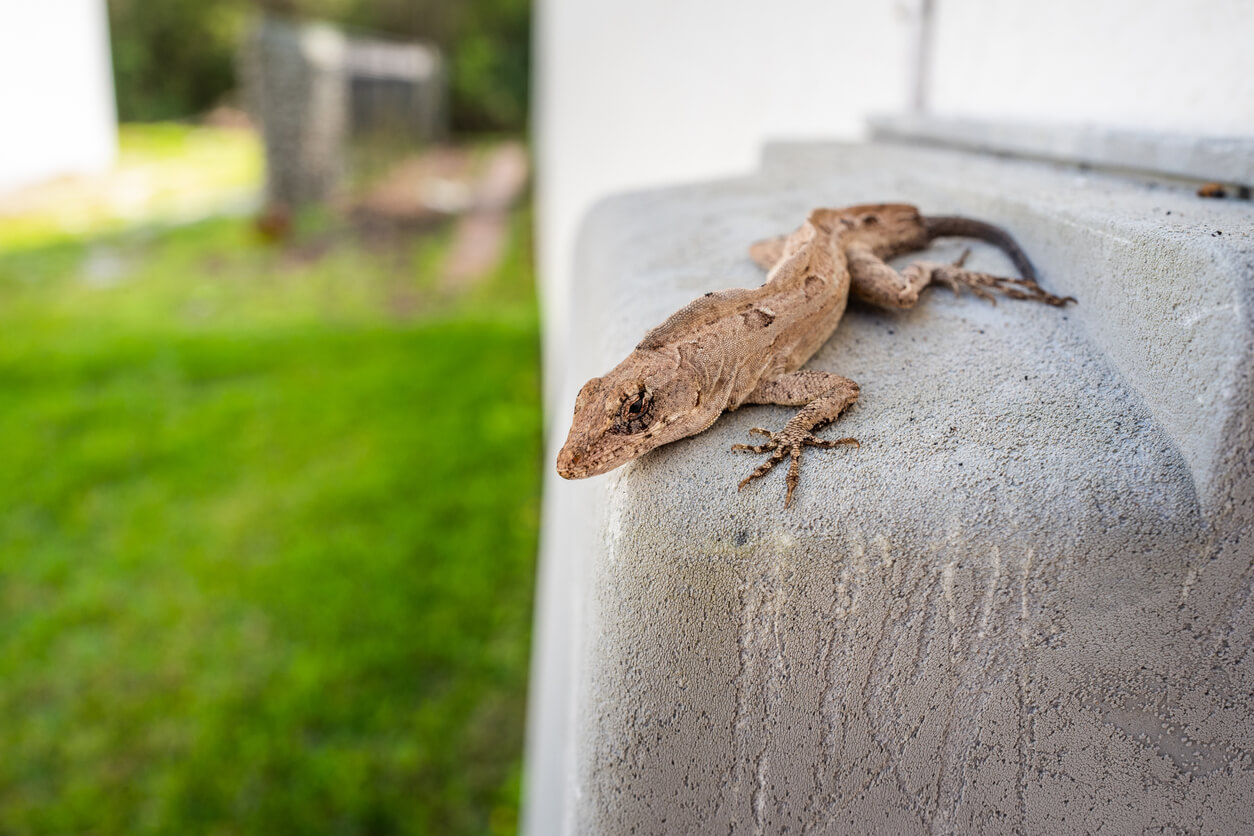 Geckos - Accend Solutions® for Fumigation | Pest Control in Roodepoort ...