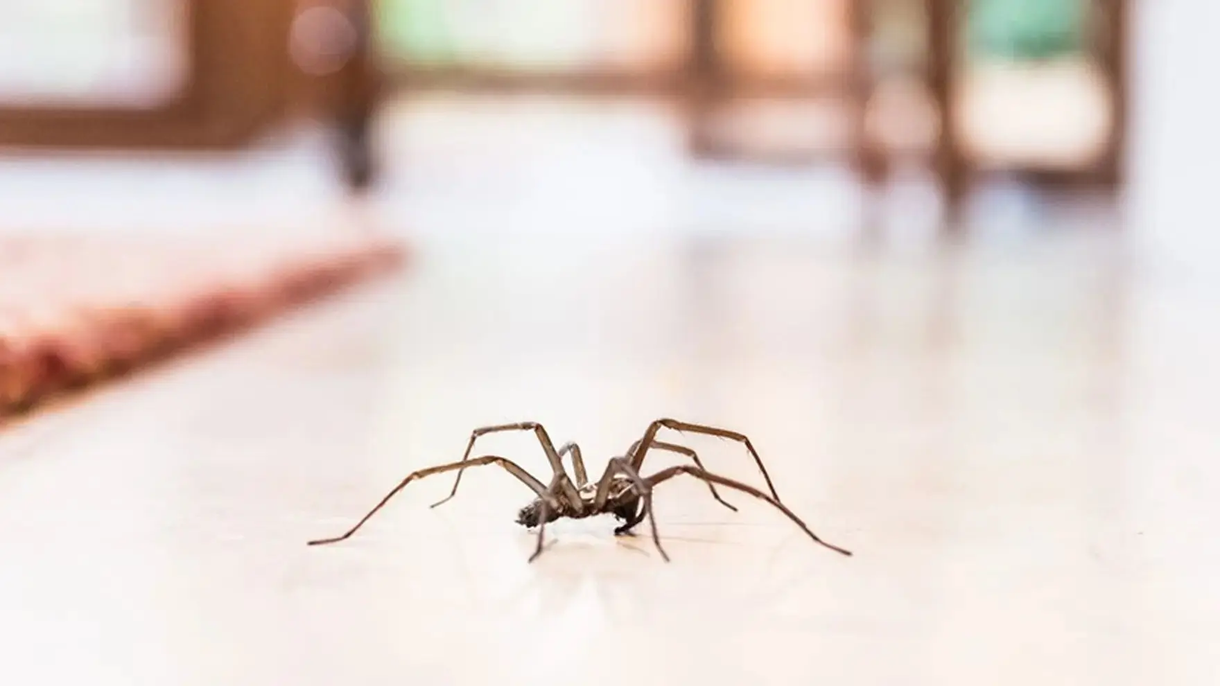 What are the effective methods of spider prevention in Randburg ...
